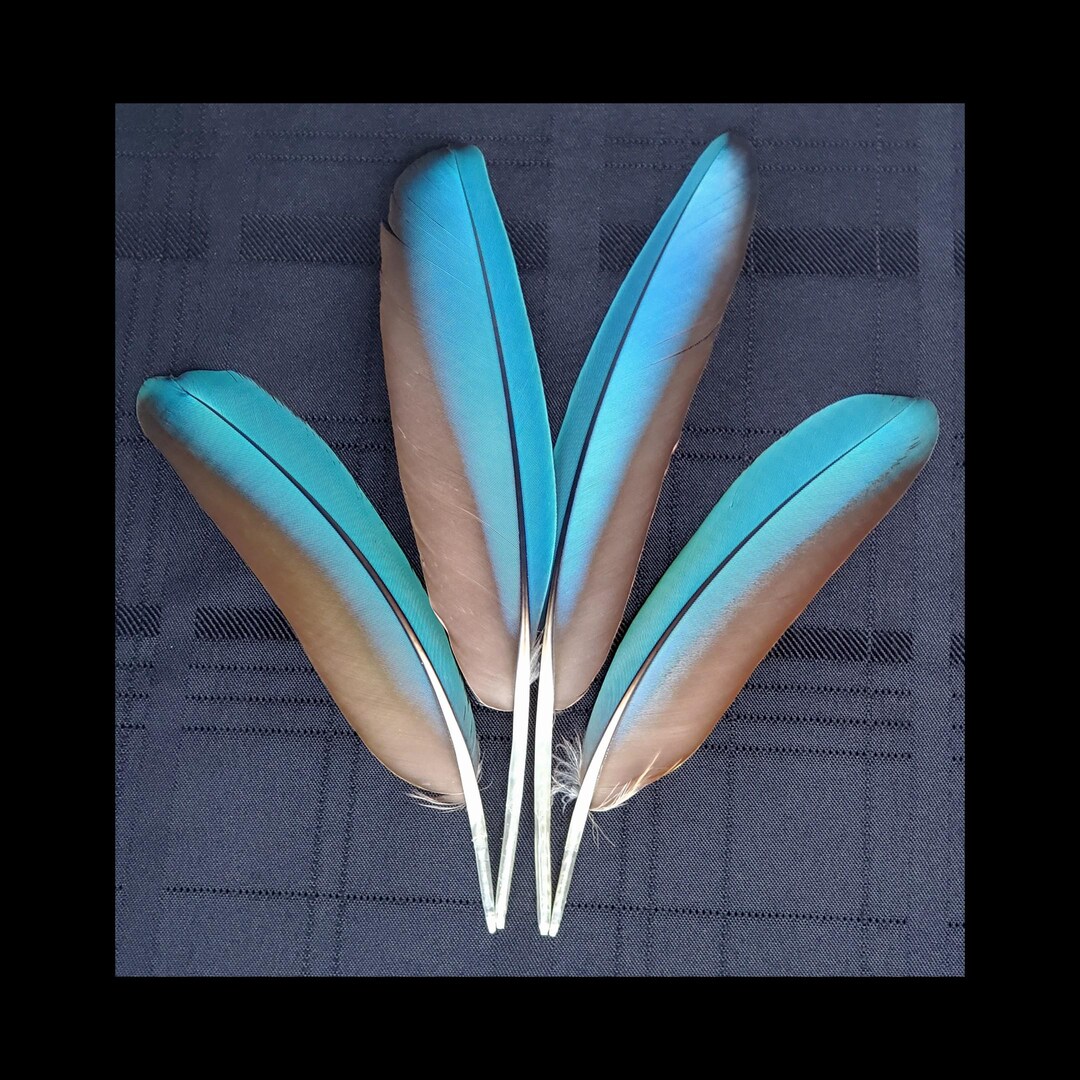 2 Matched Pairs Macaw Wing Feathers, Large Blue Parrot Feathers ...