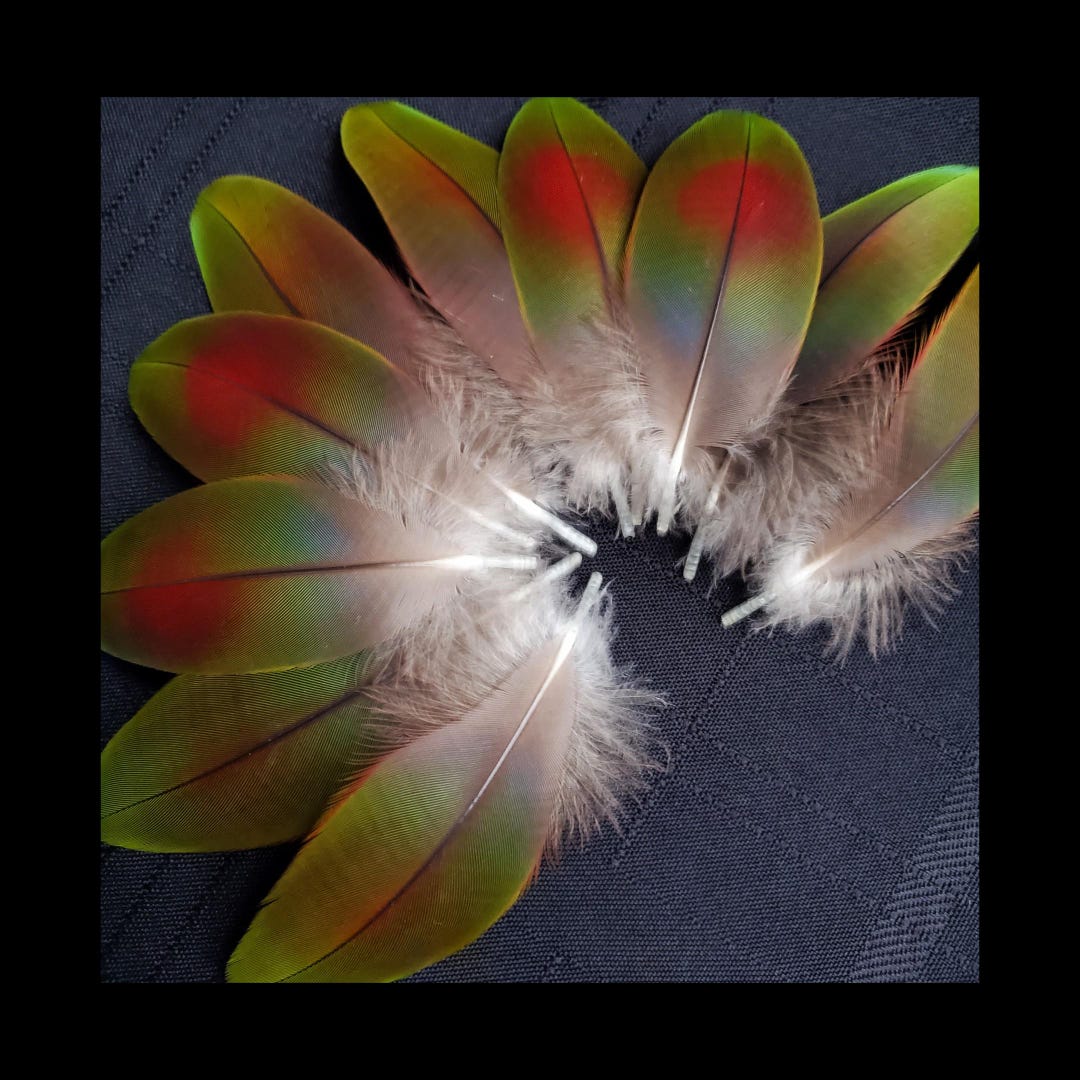 10 UNIQUE Macaw Feathers, GREEN and RAINBOW Parrot Feathers, Tropical ...