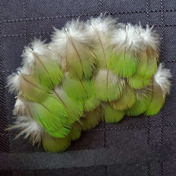 Rare Bird Feathers - Etsy