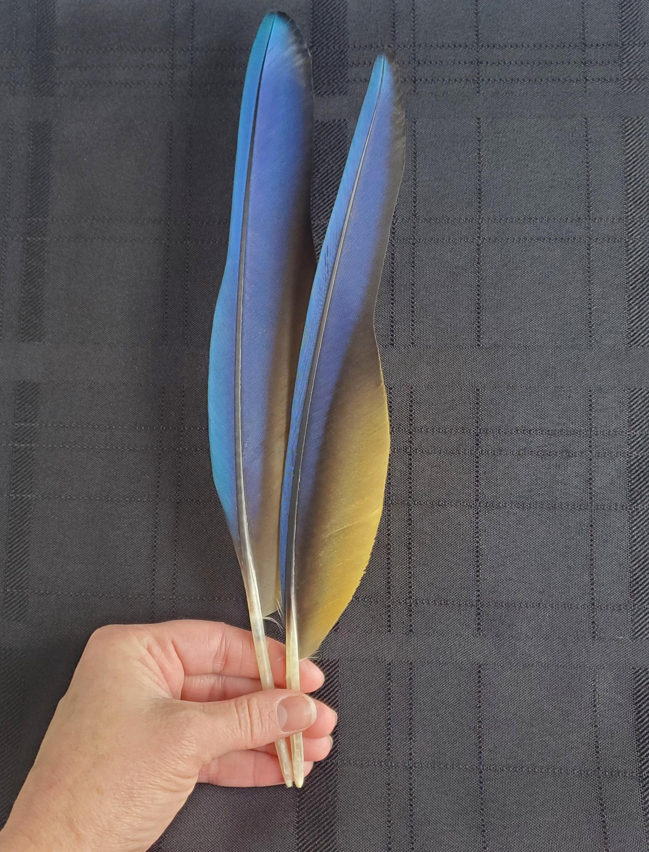 Macaw Wing Feather(s), Authentic Parrot Feather, Ethically Sourced ...