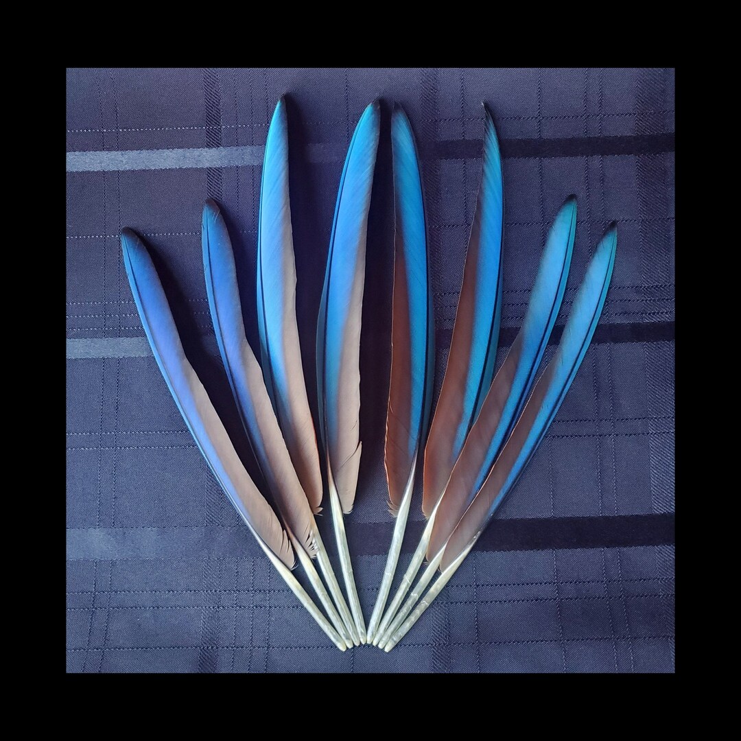 Macaw Feather(s) - Ethically Sourced, Long Blue Wing, Rare Exotic ...