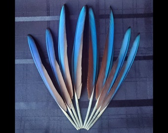 Macaw Feather, Parrot Feather, Ethically Sourced Wing Flight Feathers ...