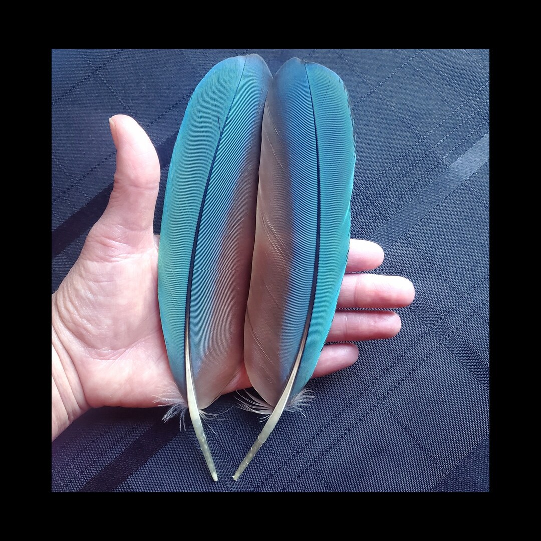 Macaw Wing Feather/s, Matching Parrot Feather, Large Blue Feather ...