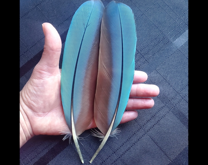 2 Matched Pairs Macaw Wing Feathers, Large Blue Parrot Feathers ...
