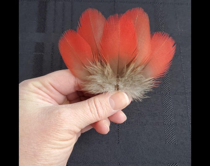 Bright RED Macaw FEATHERS, Bold and Vibrant Parrot Body Feathers, Rare Exotic Feathers ...