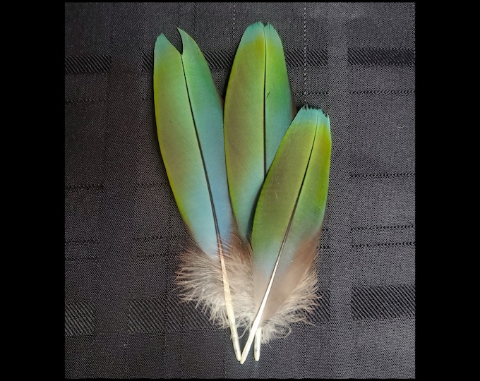 Set of 3 Macaw Wing Feathers, Iridescent Blue and Green Parrot Feathers ...