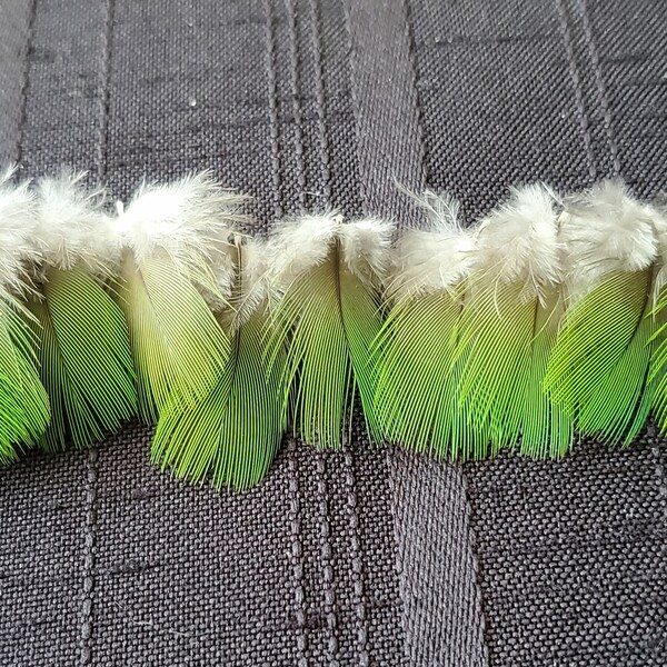 Exotic Feathers - Etsy