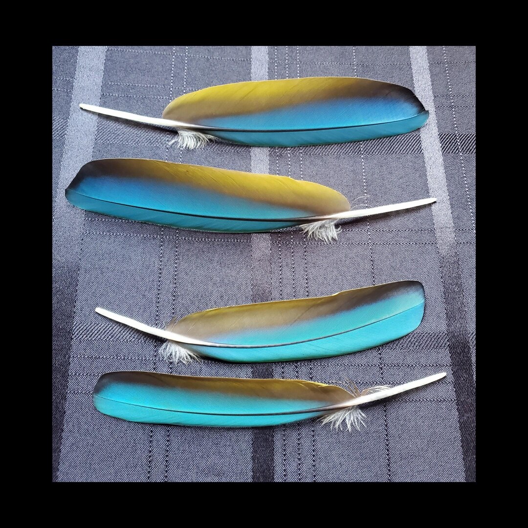 Macaw Feather, Parrot Feather, Ethically Sourced Wing Flight Feathers ...