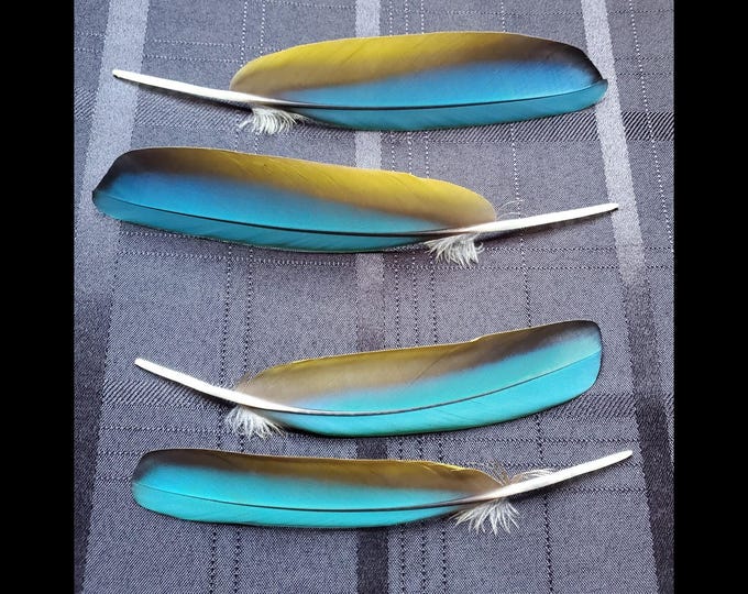 Macaw Feather, Parrot Feather, Ethically Sourced Wing Flight Feathers ...
