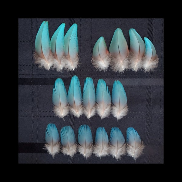Exotic Feathers - Etsy