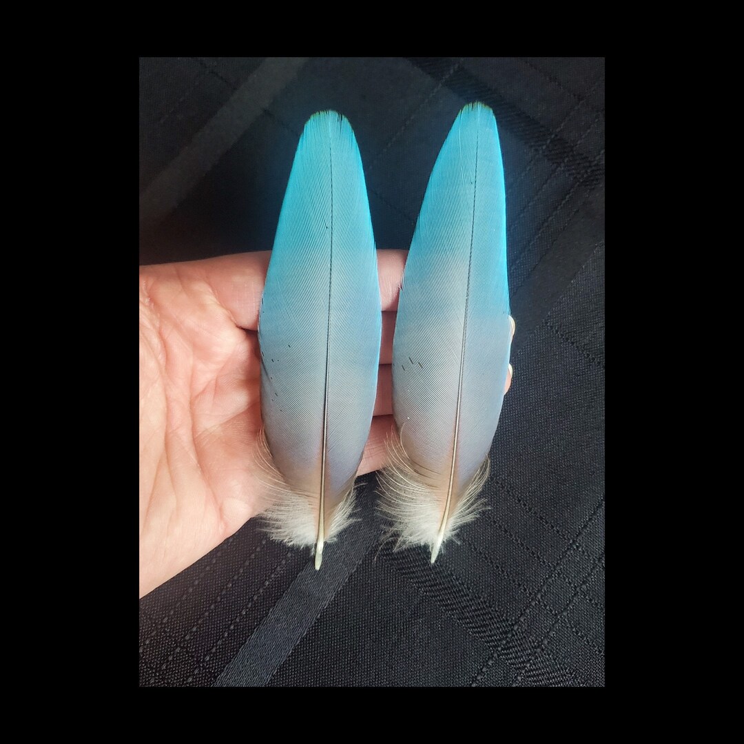 Matched Pair Blue Macaw Feathers, Parrot Feather Set, Vent Feathers ...
