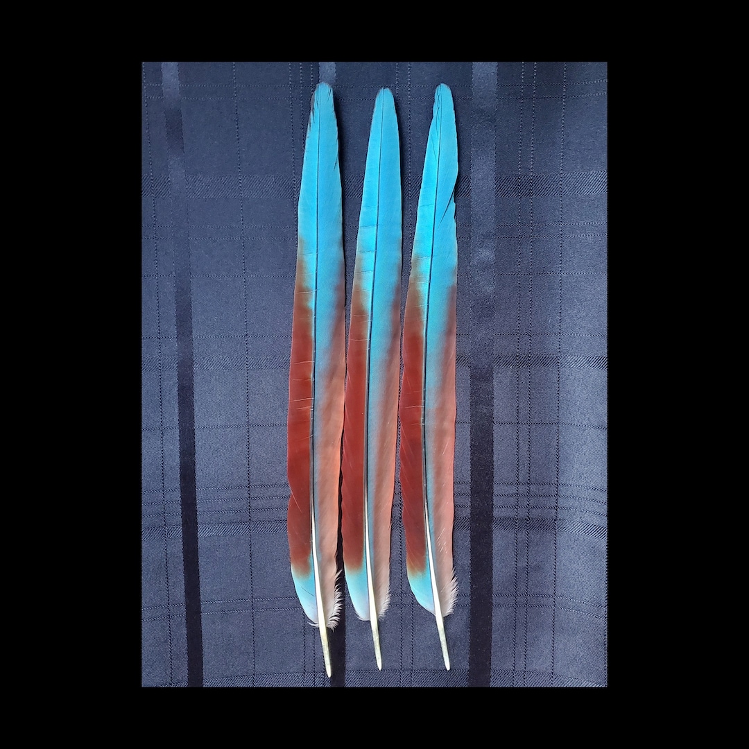 3 Piece SET of 18 Inch Macaw TAIL Feathers, Long Blue & Red Parrot ...