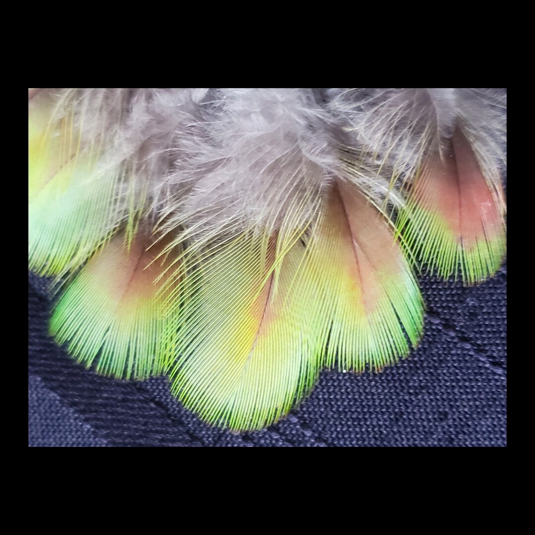 Macaw Feather / Parrot Feather / Green Feather / Small Feathers ...
