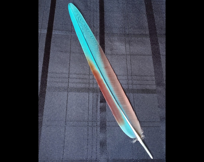Greenwing MACAW TAIL Feather, LARGE 15 Inch Parrot Feather, Vibrant ...