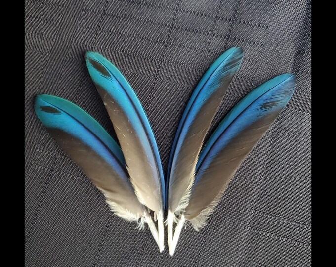 2 Matched Pairs Macaw Wing Feathers, Large Blue Parrot Feathers ...