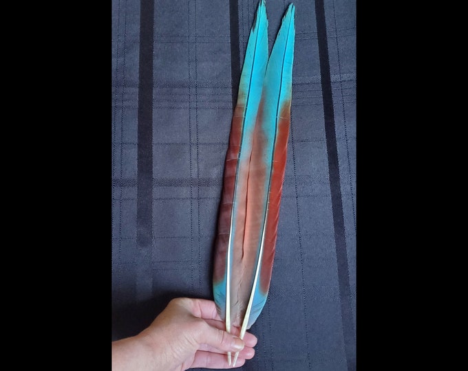 18 Inch MATCHED PAIR Macaw TAIL Feathers, Long Blue and Red Parrot ...