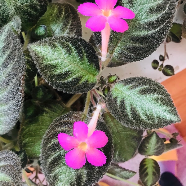 Episcia - Etsy