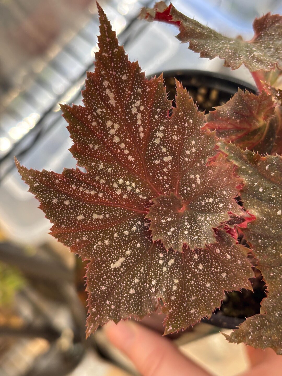 Begonia Festive Starry Night 30+ SEEDS - Etsy