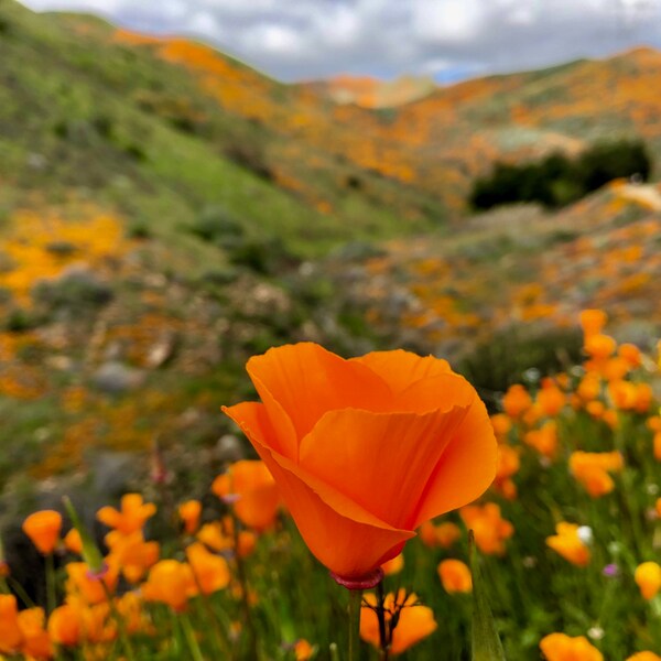 California Poppy Art - Etsy