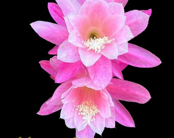 German Empress Epiphyllum -1 Cutting - (disocactus Phyllanthoides) - (6 ...