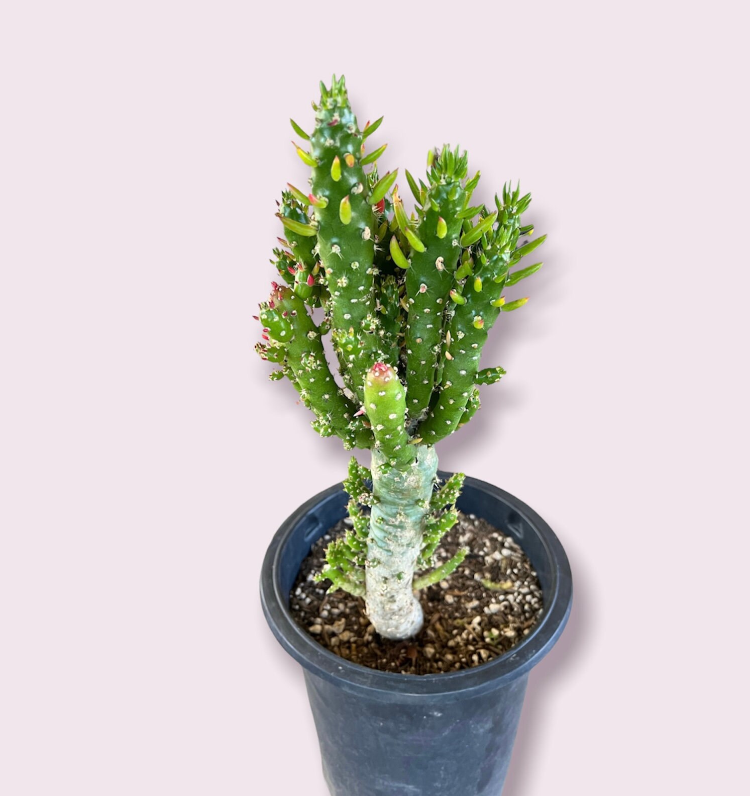 Austrocylindropuntia Subulata / Eves Pin Cactus / Opuntia - Etsy