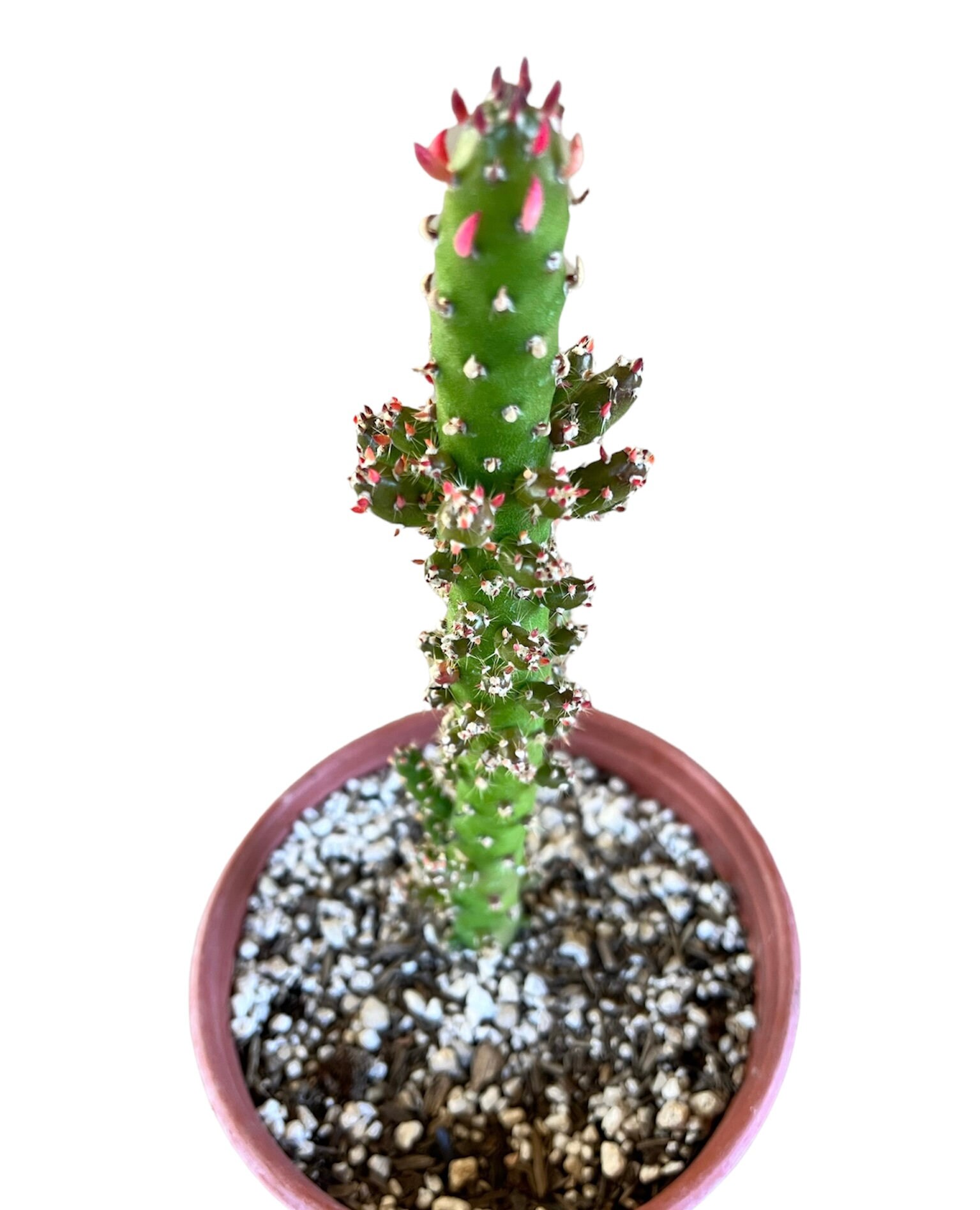 Austrocylindropuntia Subulata / Eves Pin Cactus / Opuntia - Etsy