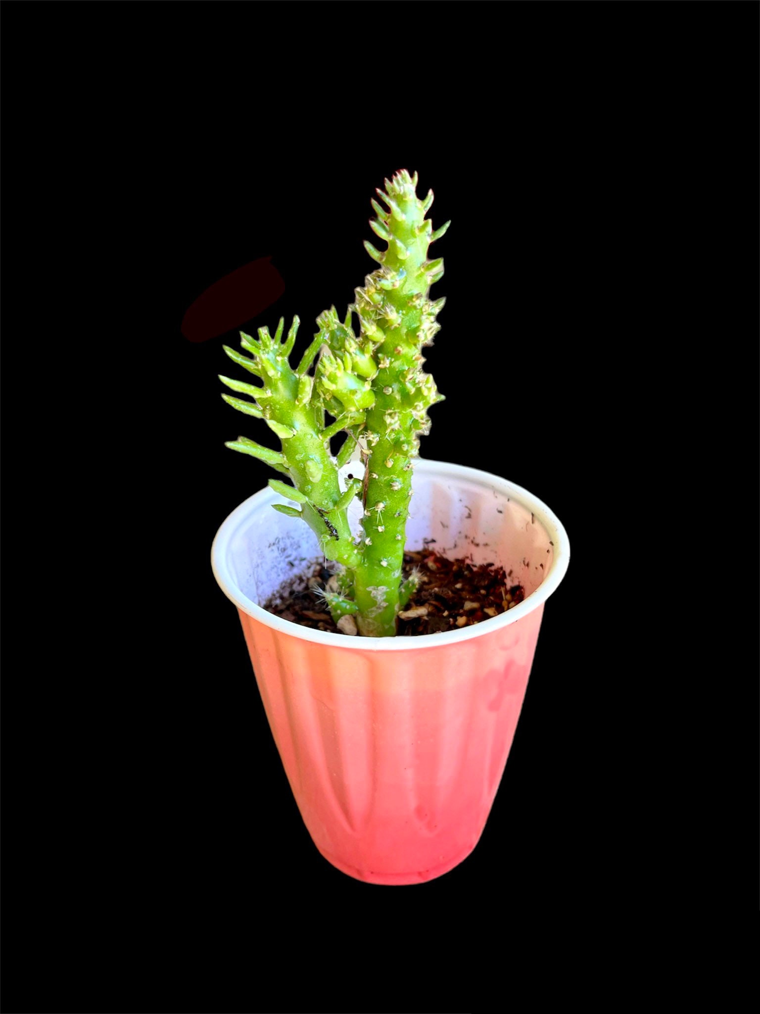 Austrocylindropuntia Subulata / Eves Pin Cactus / Opuntia - Etsy