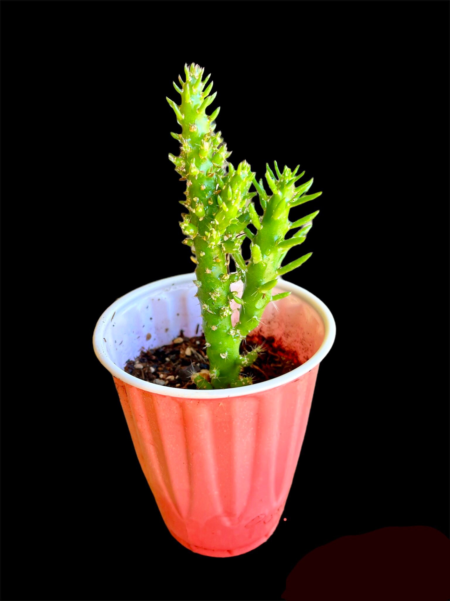 Austrocylindropuntia Subulata / Eves Pin Cactus / Opuntia - Etsy