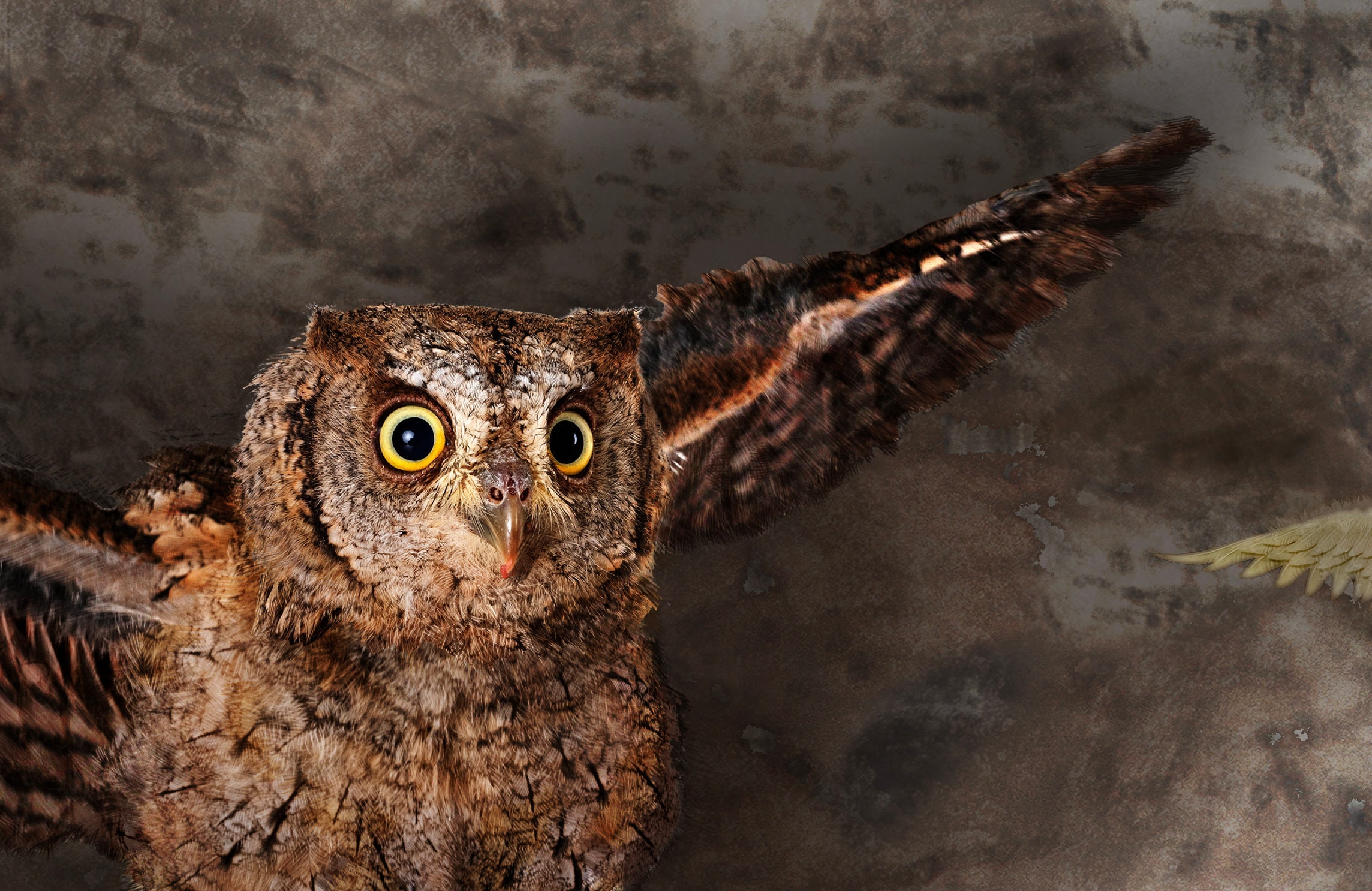 OWL PRINT PIGWIDGEON Magical Wizard Bedroom Baby Nursery - Etsy Singapore