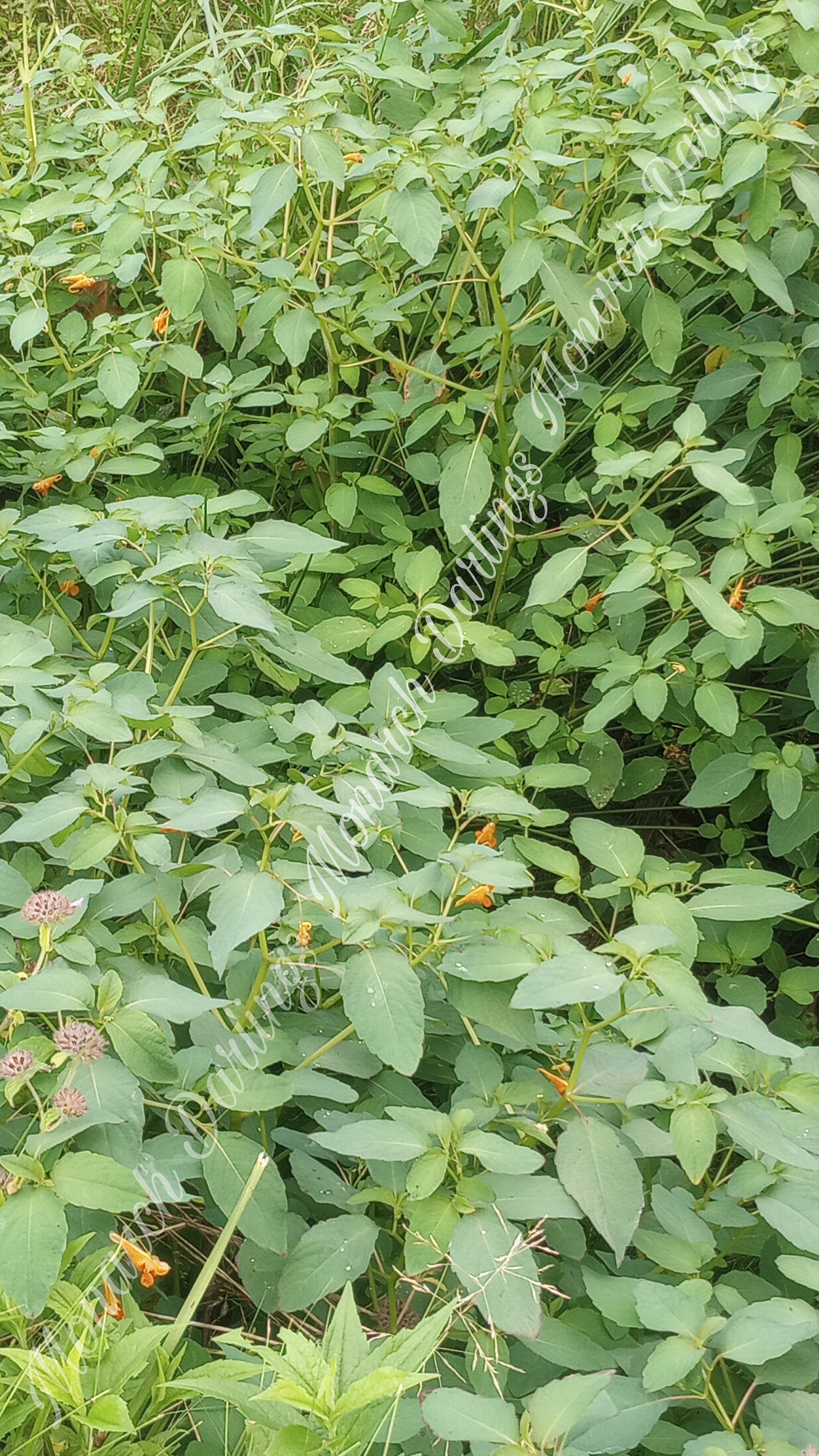 Spotted Jewelweed Flower Seeds. 15 Seeds. (impatiens Capensis). Orange ...