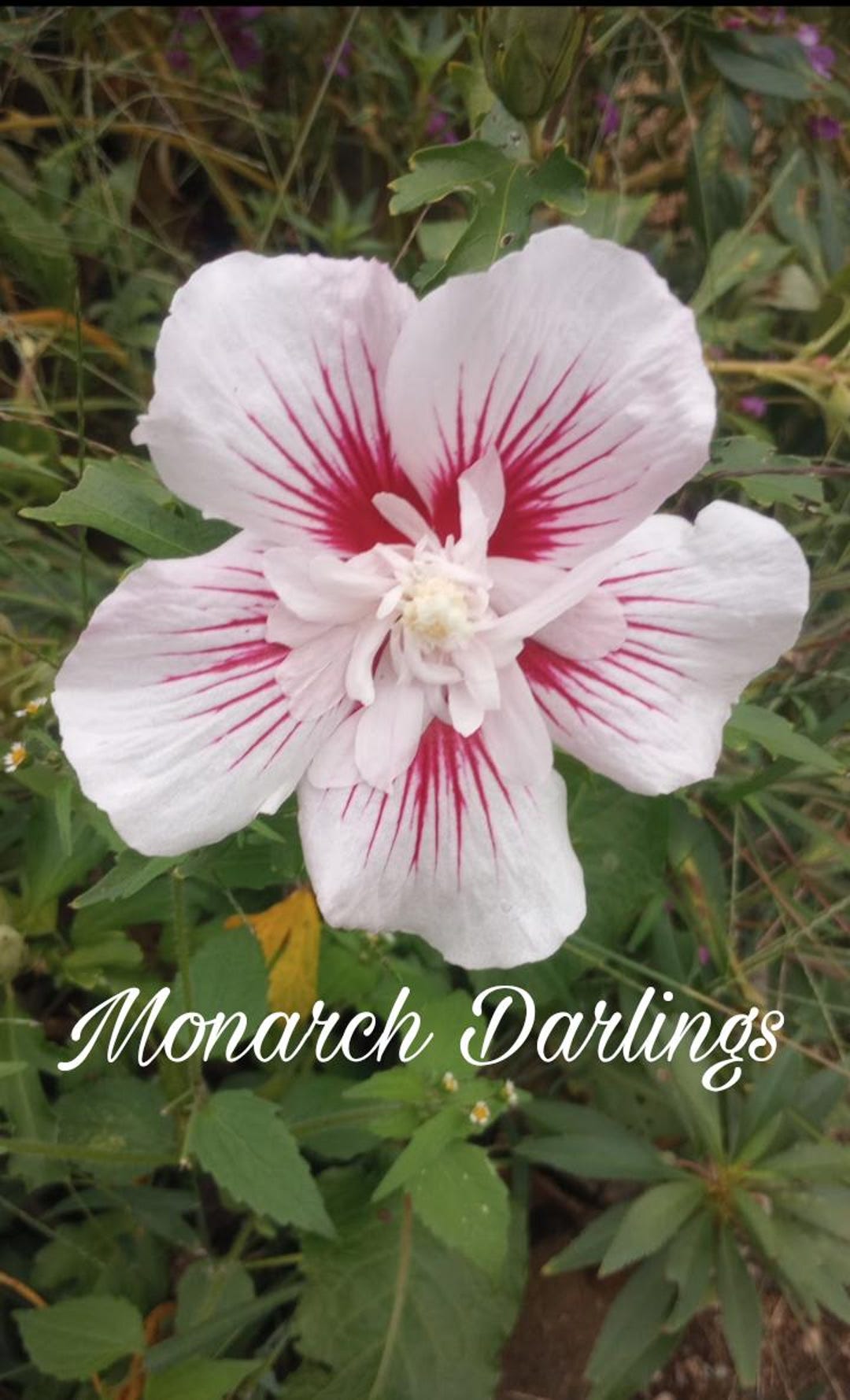 Mixed Color Rose of Sharon/hibiscus Syriacus/shrub Althea Seeds - 20 ...