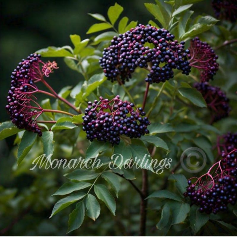 Elderberry Tree - Etsy