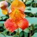 Spotted Jewelweed Flower Seeds. 15 Seeds. impatiens Capensis. Orange ...