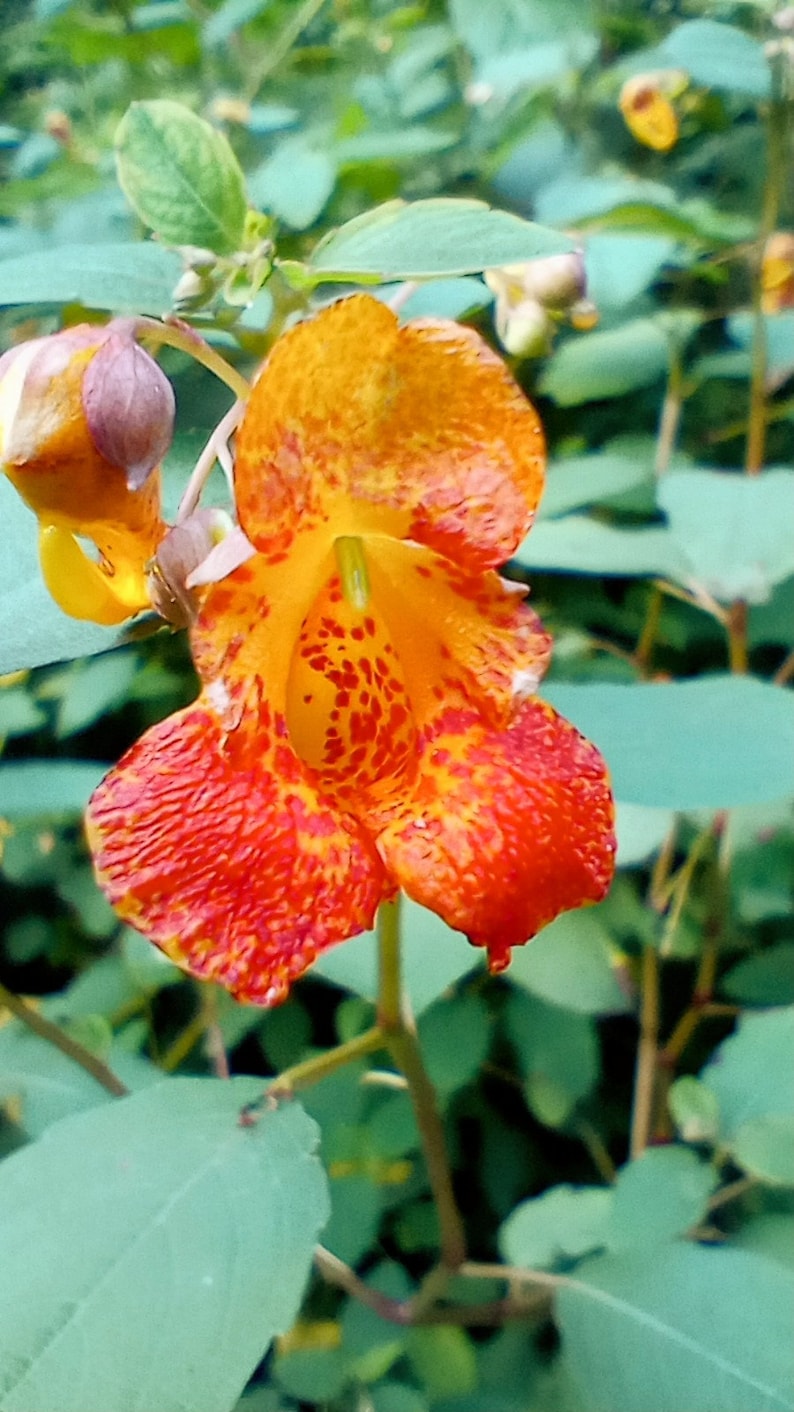 Spotted Jewelweed Flower Seeds. 15 Seeds. impatiens Capensis. Orange ...