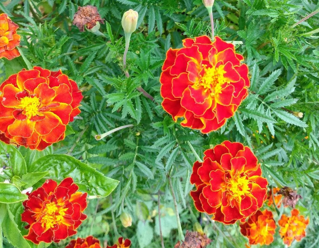 Red Rodeo Marigolds, Fish Pepper Seeds, Dandelion Seeds. Heirloom Rare ...