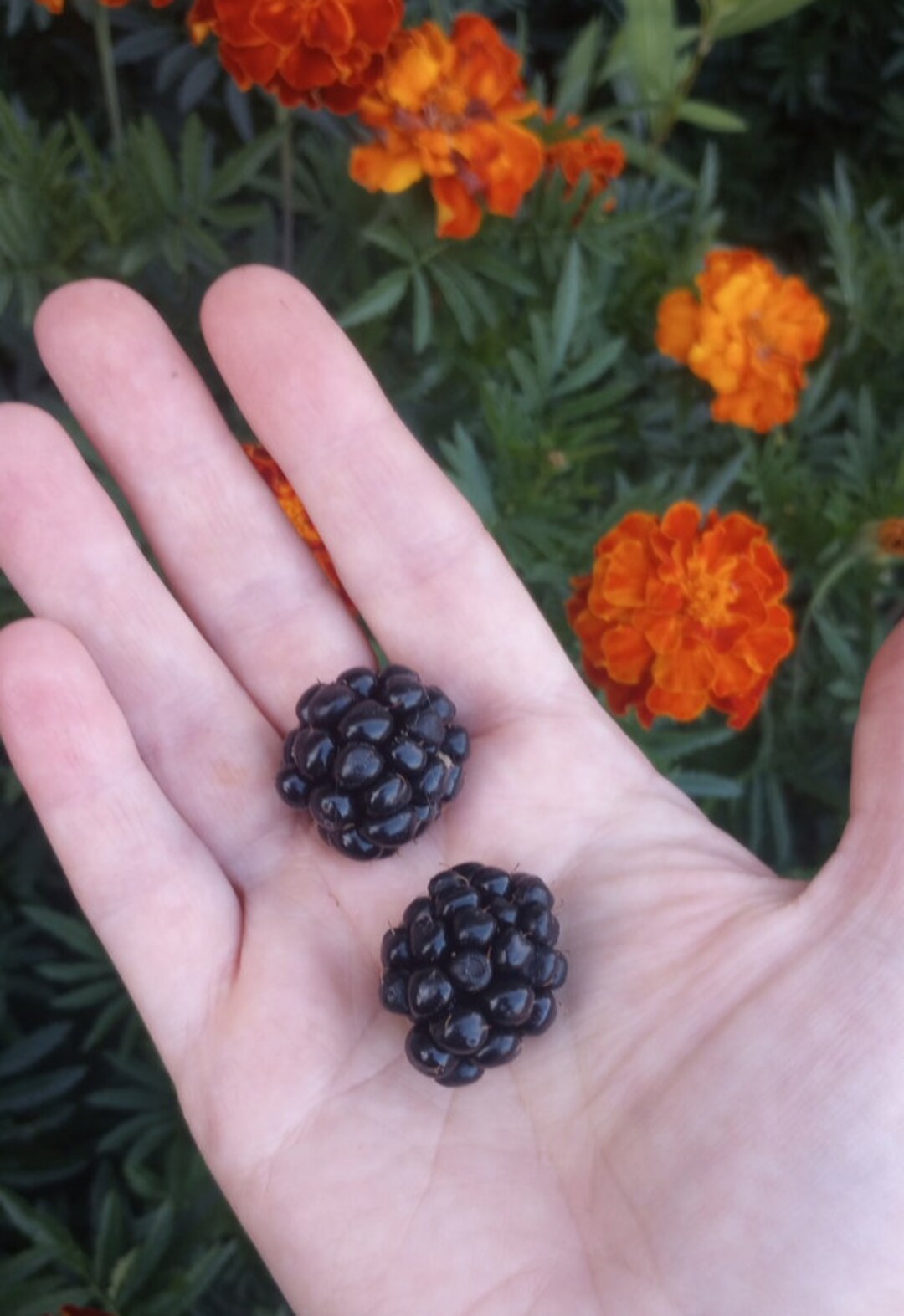 Wild American Trailing Blackberry Seeds - Rubus Ursinus - 20 Seeds - Etsy