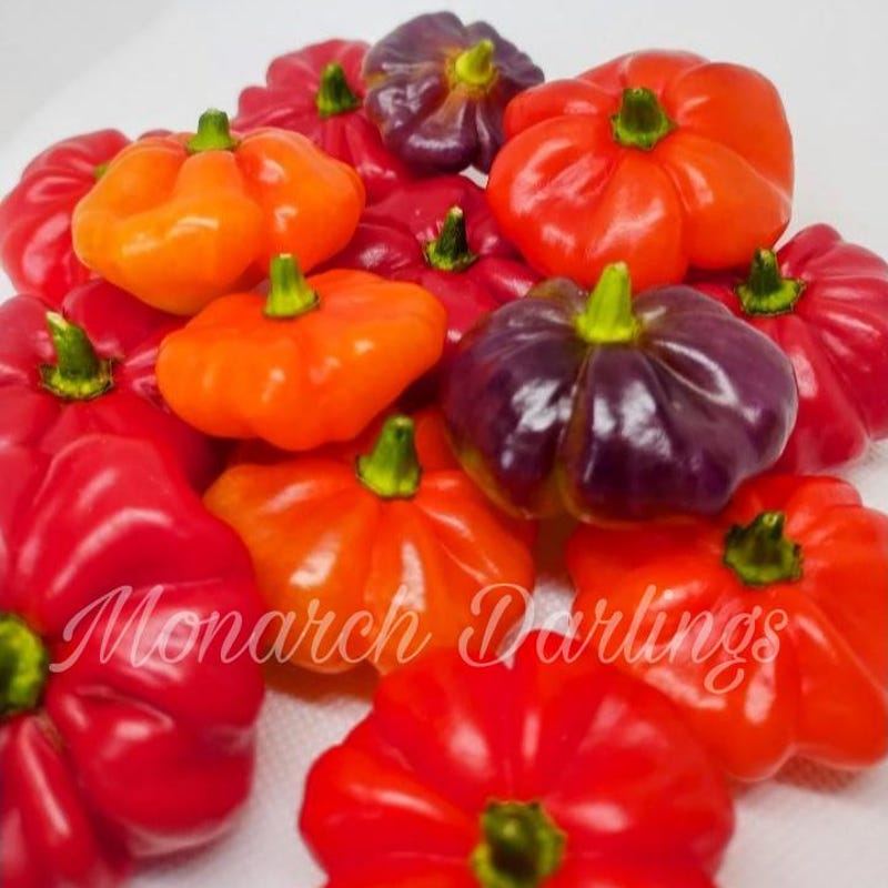 Rare Pepper Seeds - Etsy