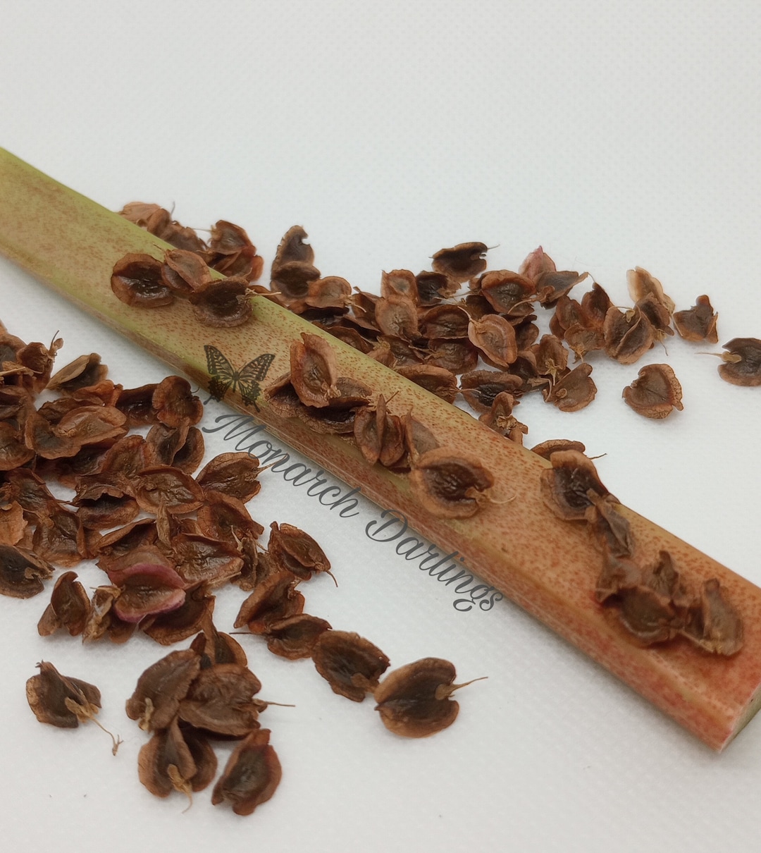 Victoria Rhubarb Seeds. Heirloom Seeds. (rheum X Hybridum). Hardy ...