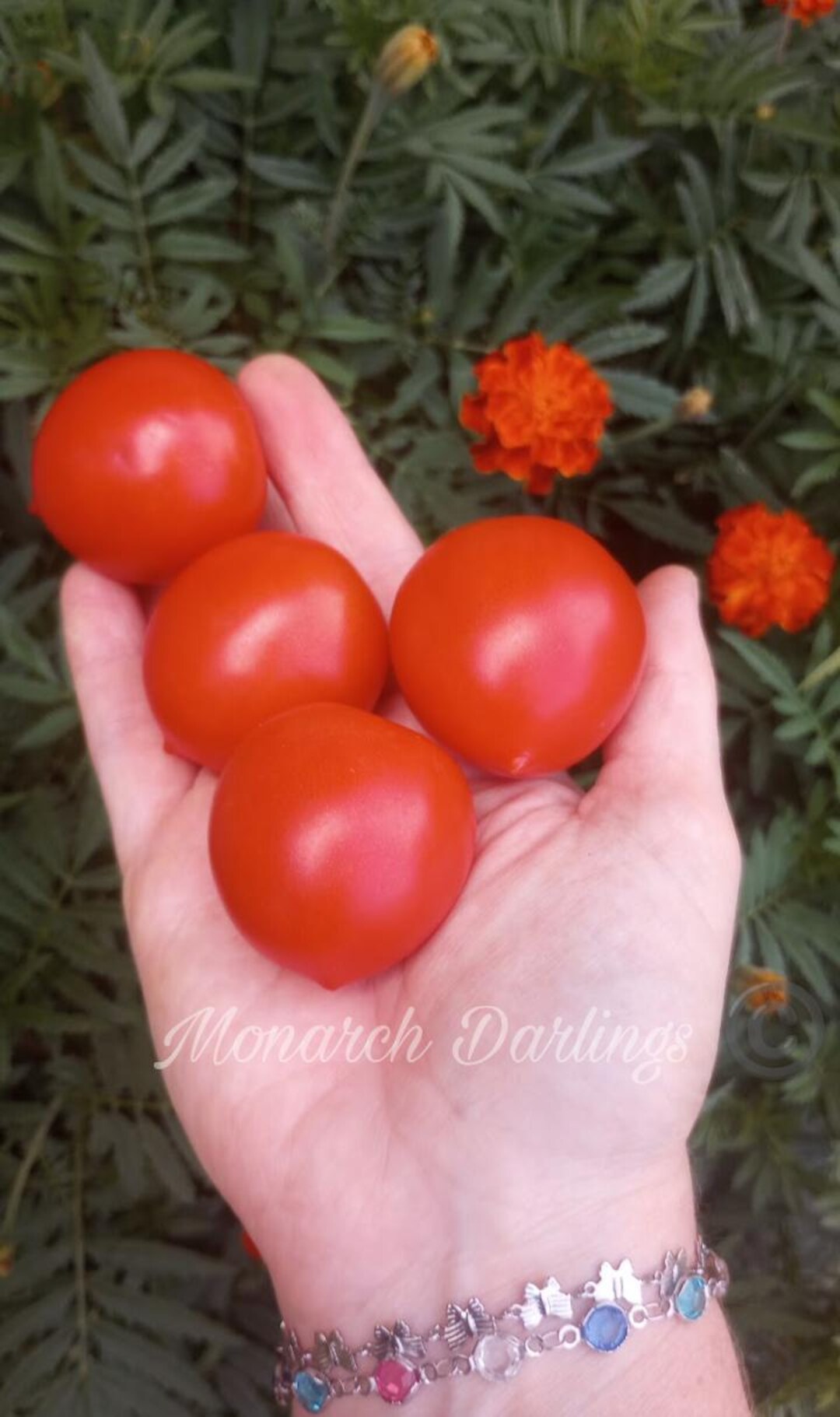 Geranium Kiss Dwarf Tomato Seeds - 12 Seeds. Heirloom Organic Non-gmo ...