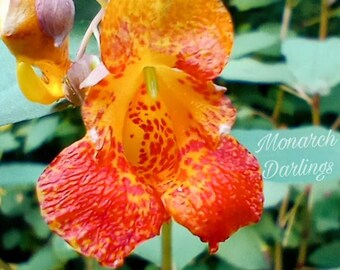 Jewelweed/impatiens/touch Me Not Seeds - Etsy