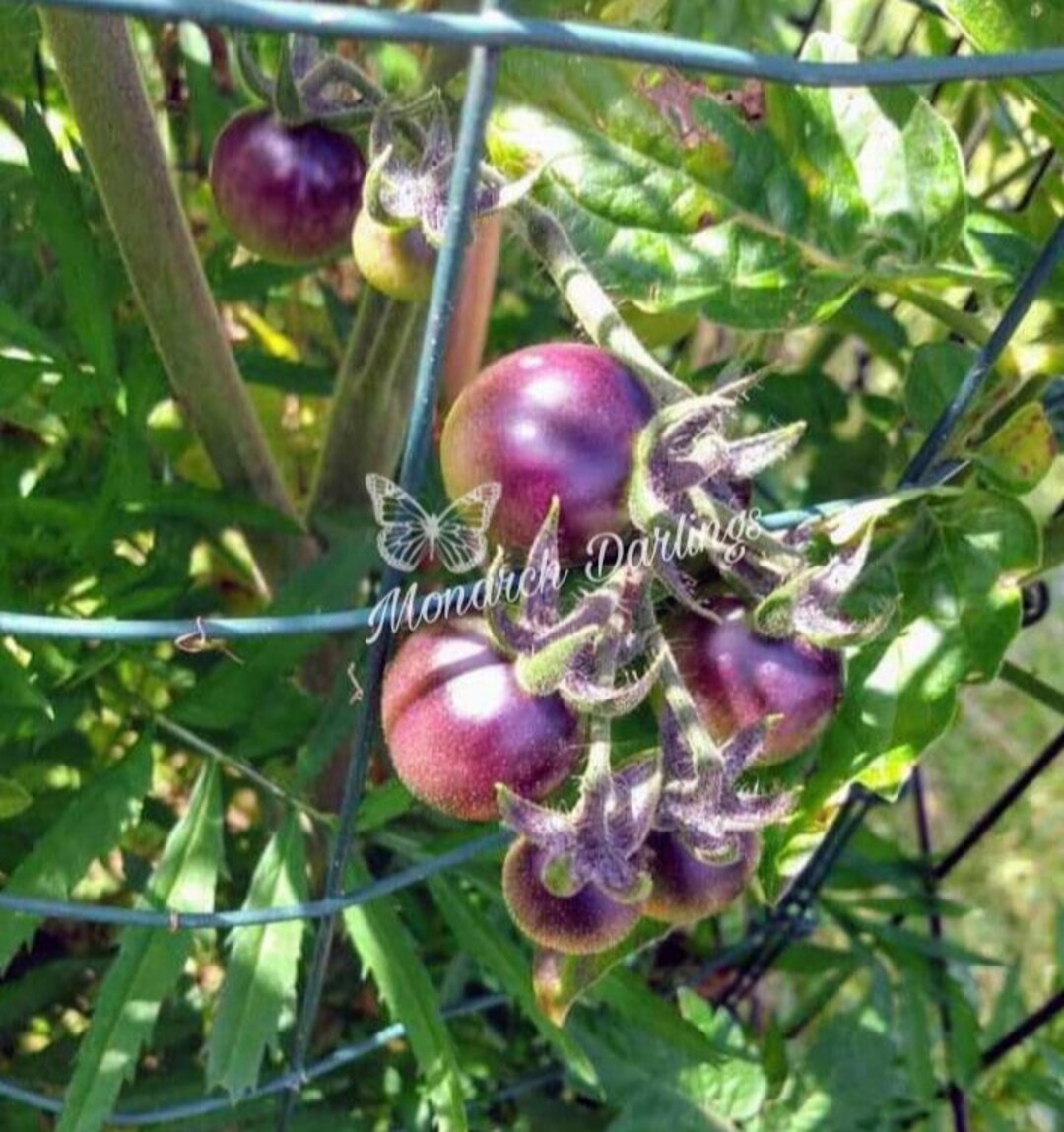 Indigo Blueberries Tomato Seeds, (solanum Lycopersicum) 15 Seeds. Rare ...