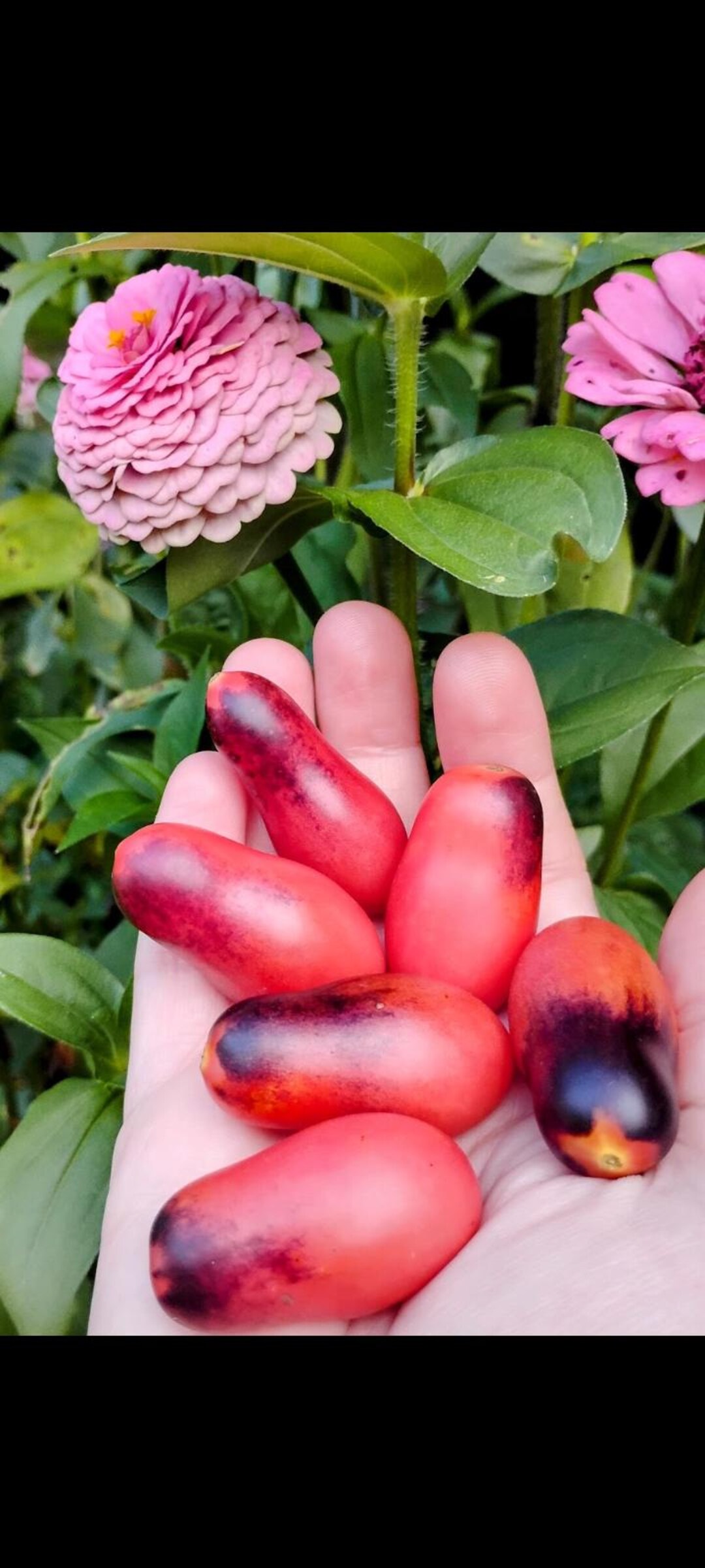 Marchenfee (fairytale Fairies) , Tomato Seeds - 10 Seeds. Heirloom ...