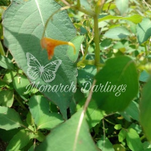 Spotted Jewelweed Flower Seeds. 15 Seeds. (impatiens Capensis). Orange ...