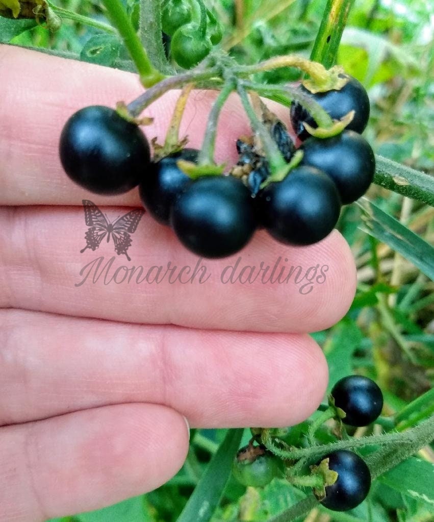 Huckleberry, Garden Huckleberry, 25 Seeds , Solanum Melanocerasum - Etsy