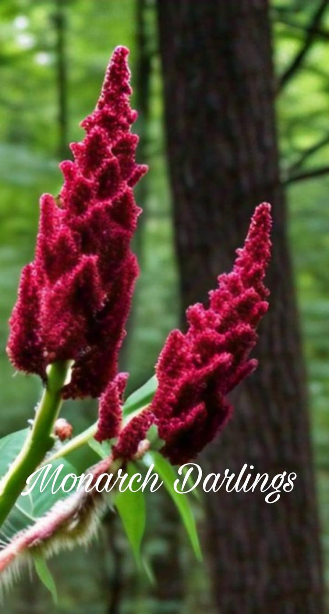 Staghorn Sumac Tree Seeds - 20 Seeds. - Etsy