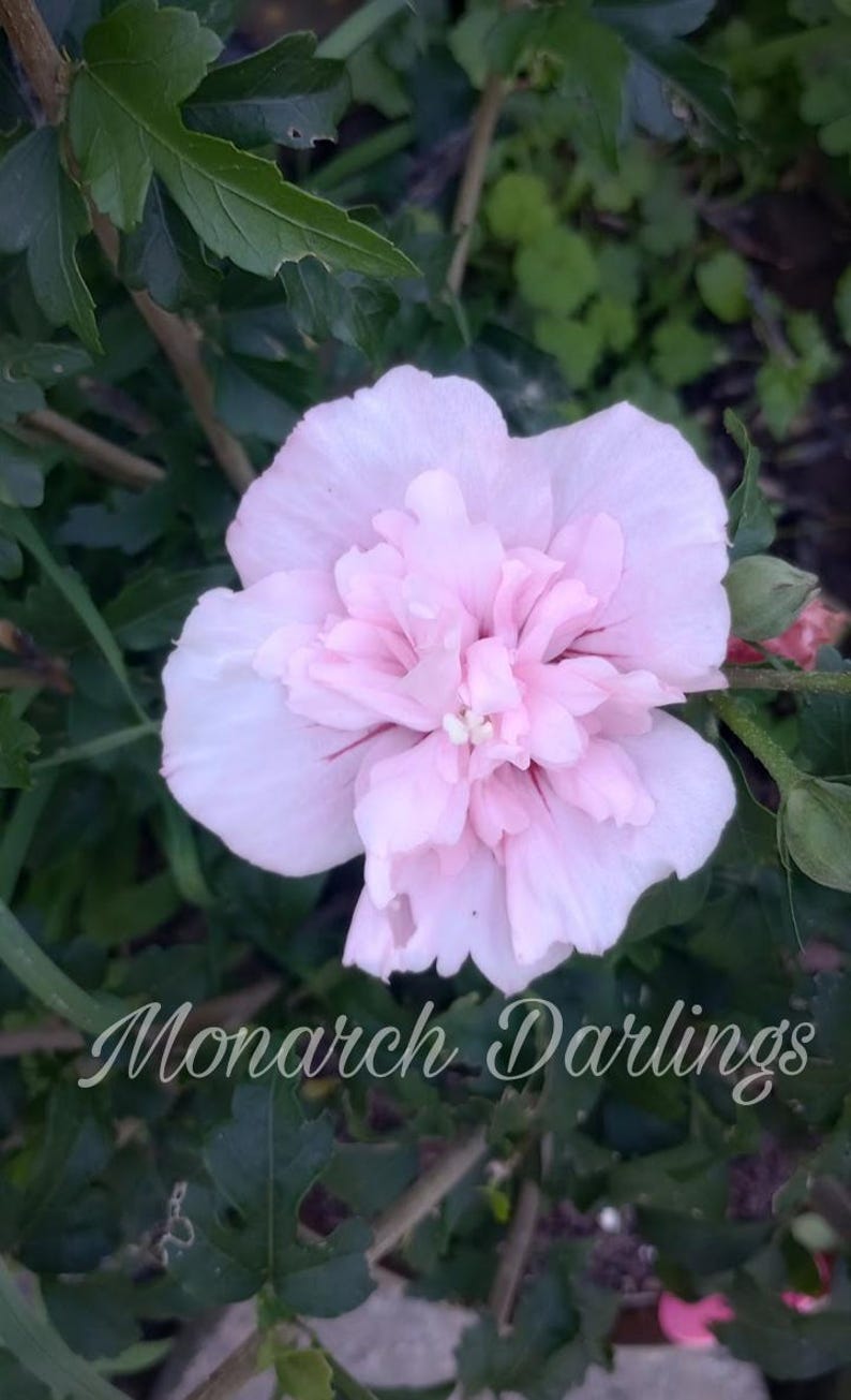 Mixed Color Rose of Sharon/hibiscus Syriacus/shrub Althea Seeds - 20 ...