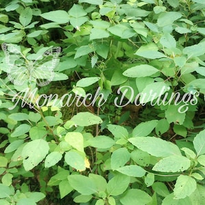 Spotted Jewelweed Flower Seeds. 15 Seeds. (impatiens Capensis). Orange ...