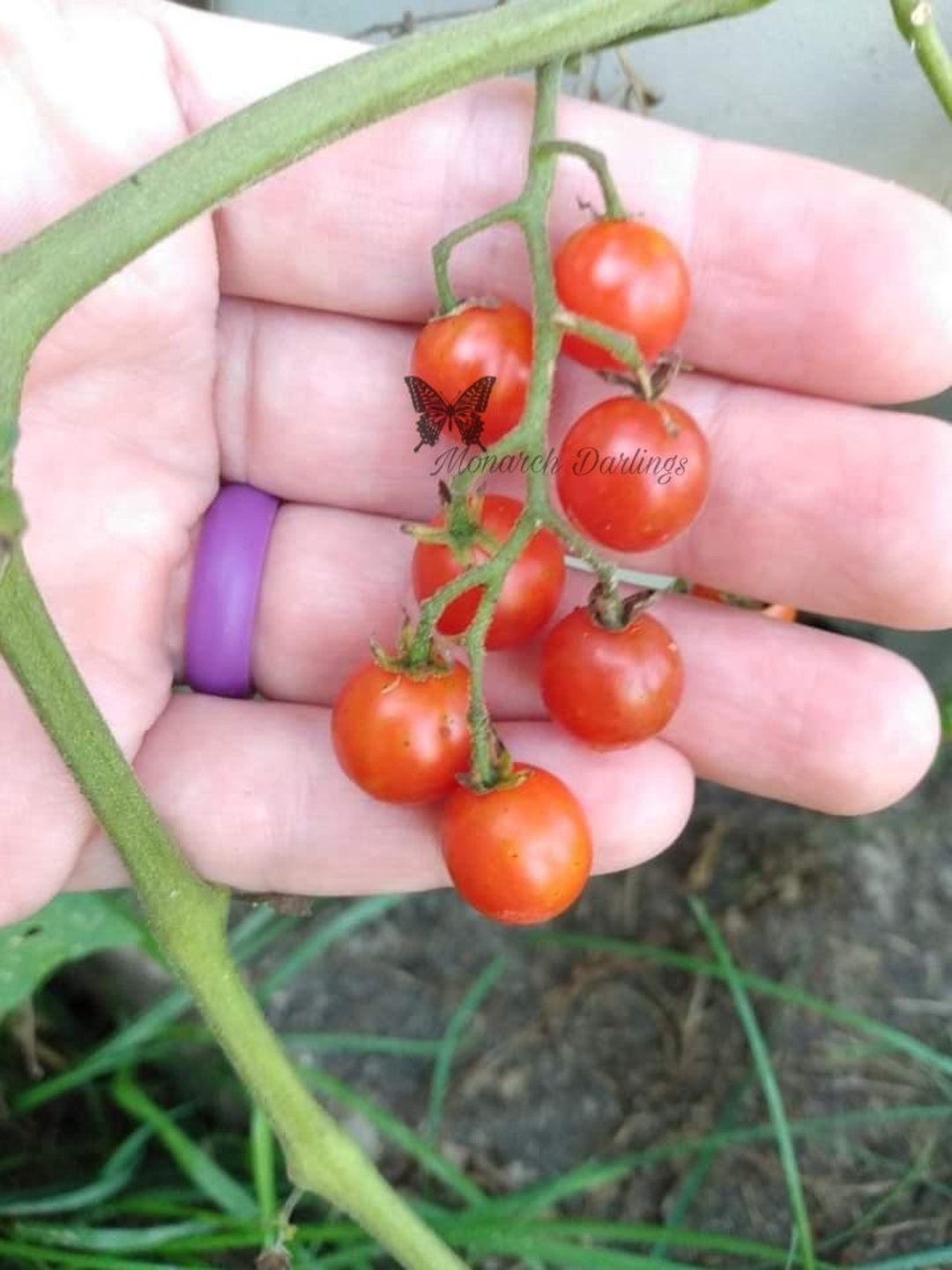 Spoon Tomato Seeds, 15 Seeds. (solanum Pimpinellifolium). Currant ...
