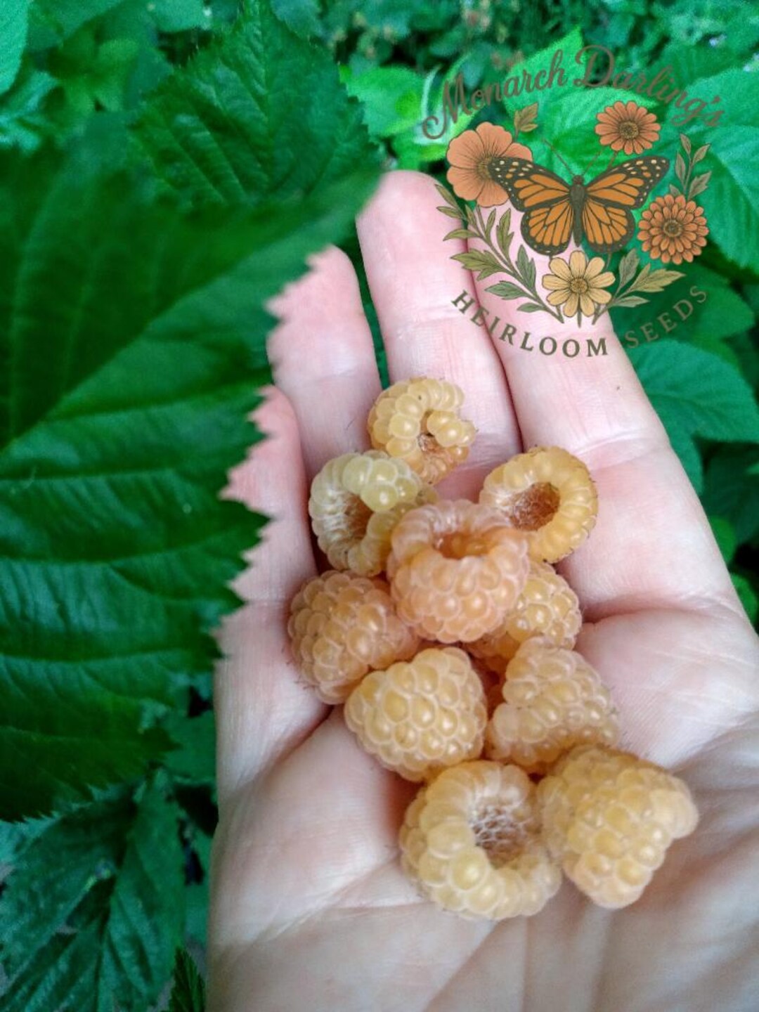 RARE Golden Raspberry / Fall Gold Raspberry Seeds - 10 Seeds. Heirloom ...