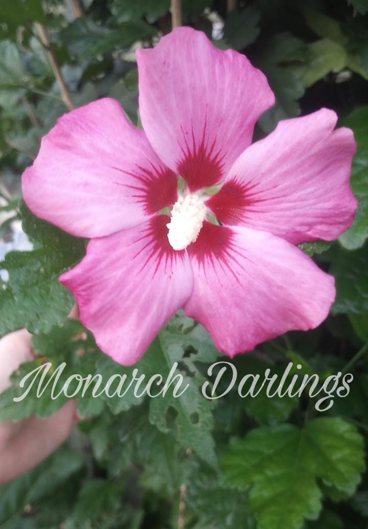 Mixed Color Rose of Sharon/hibiscus Syriacus/shrub Althea Seeds - 20 ...